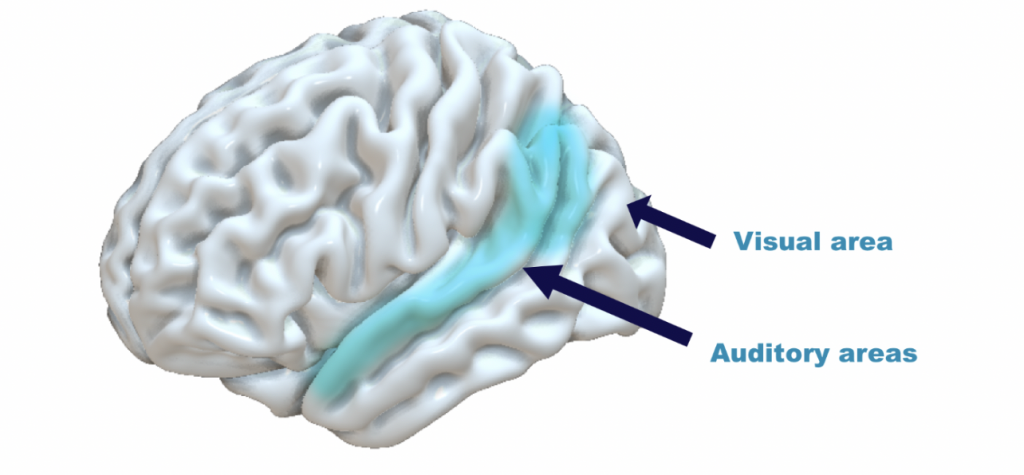 Processing audiovisual information in the brain | C-STAR